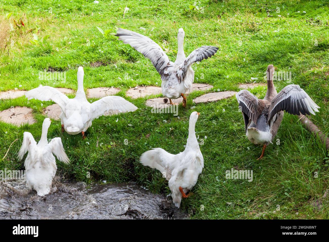 Ducks and goose with orange beaks and paws going out an artificial pond ...