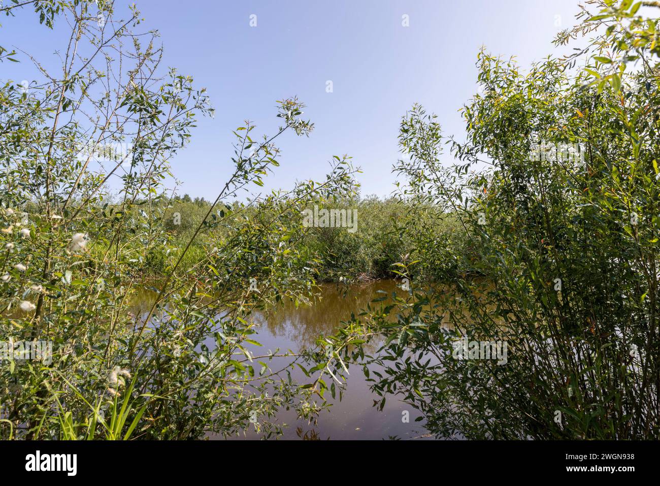 flying in the sky white fluff from willow in spring, flowering willow ...