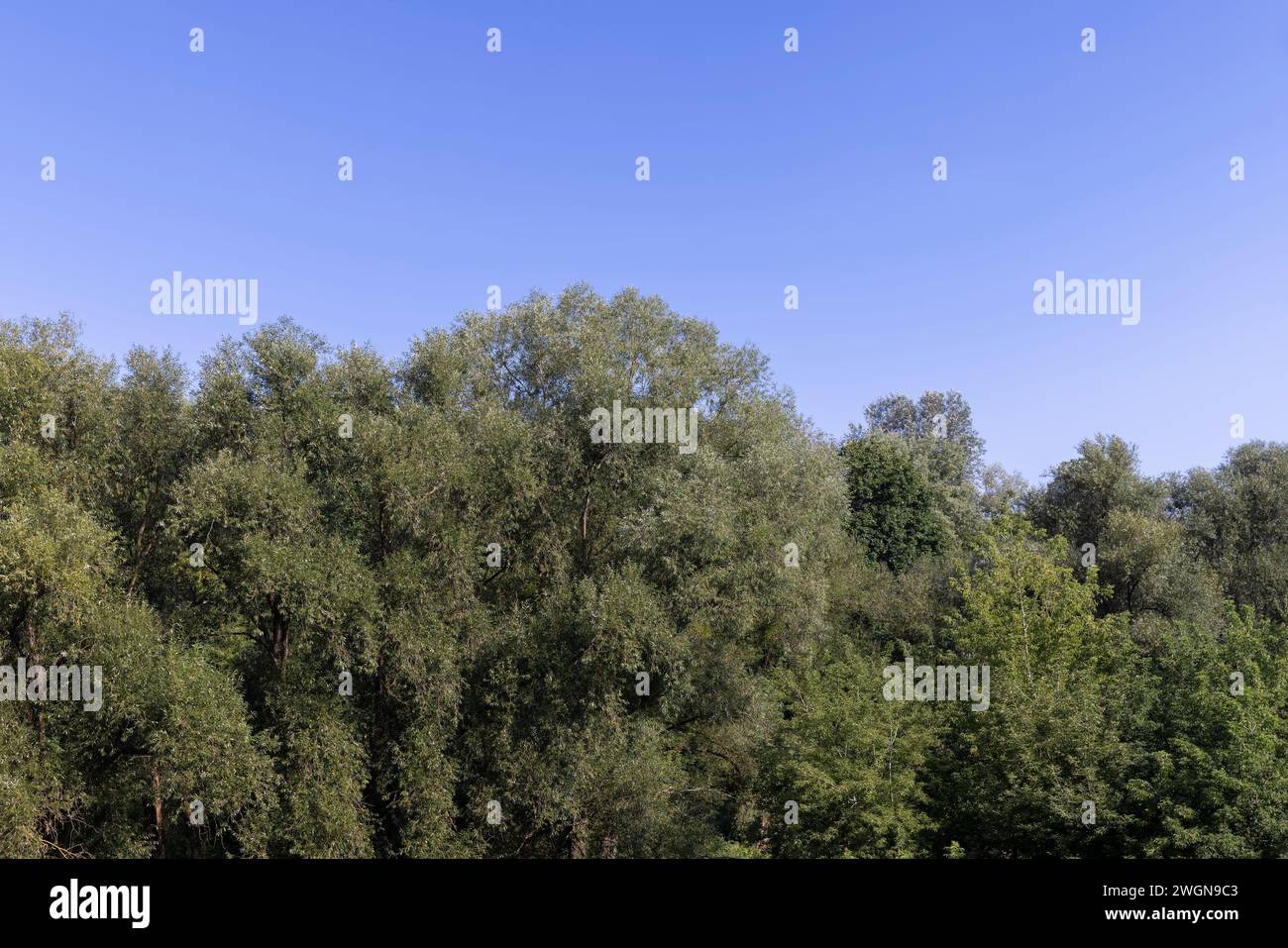 mixed forest with trees of different species in the summer season ...