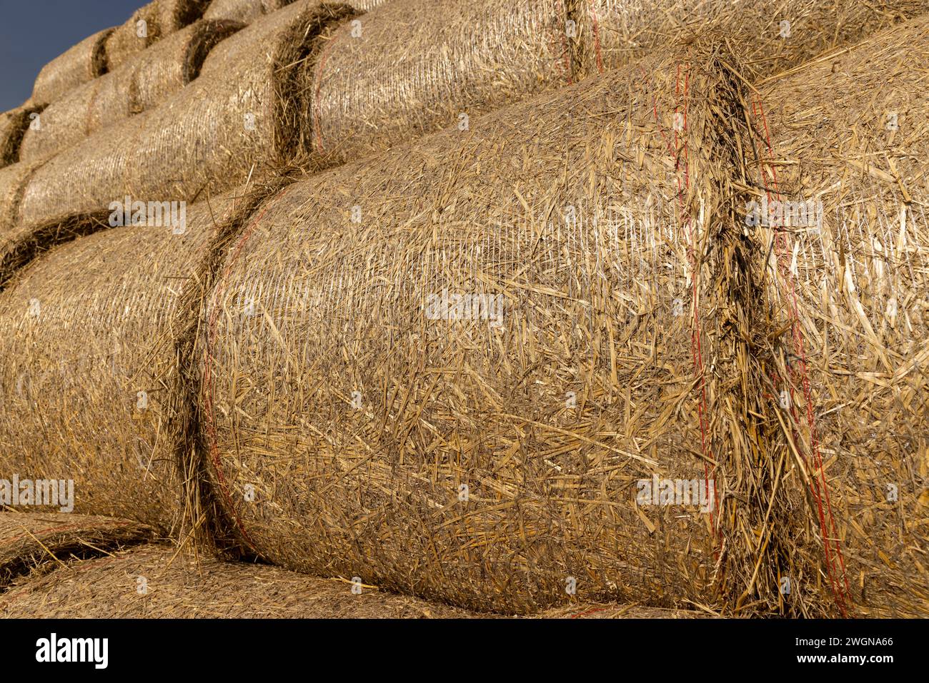 wheat straw collected in stacks after grain harvest, yellow straw from ...