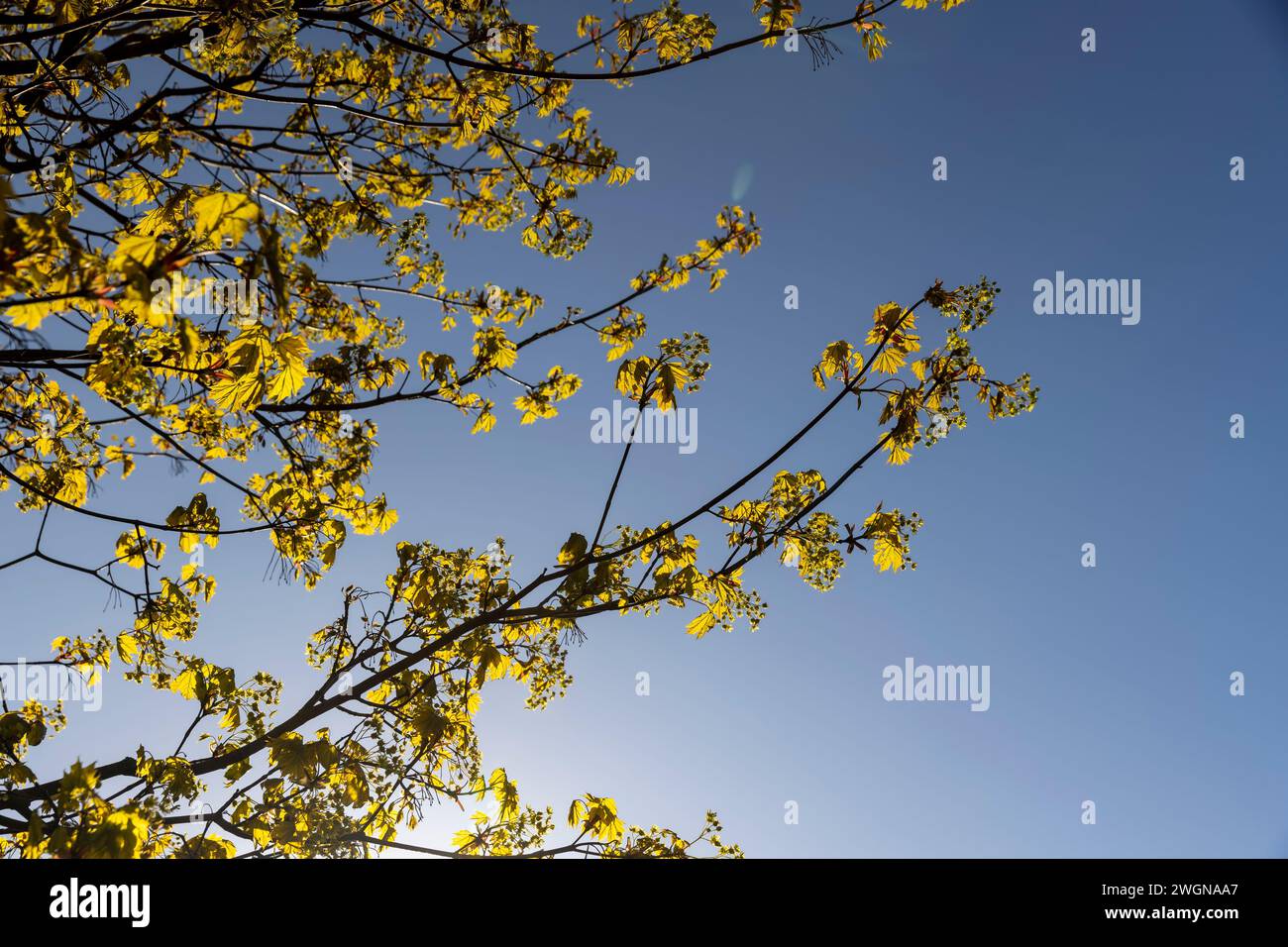 green foliage on a maple tree in spring bloom, beautiful green-tinged ...