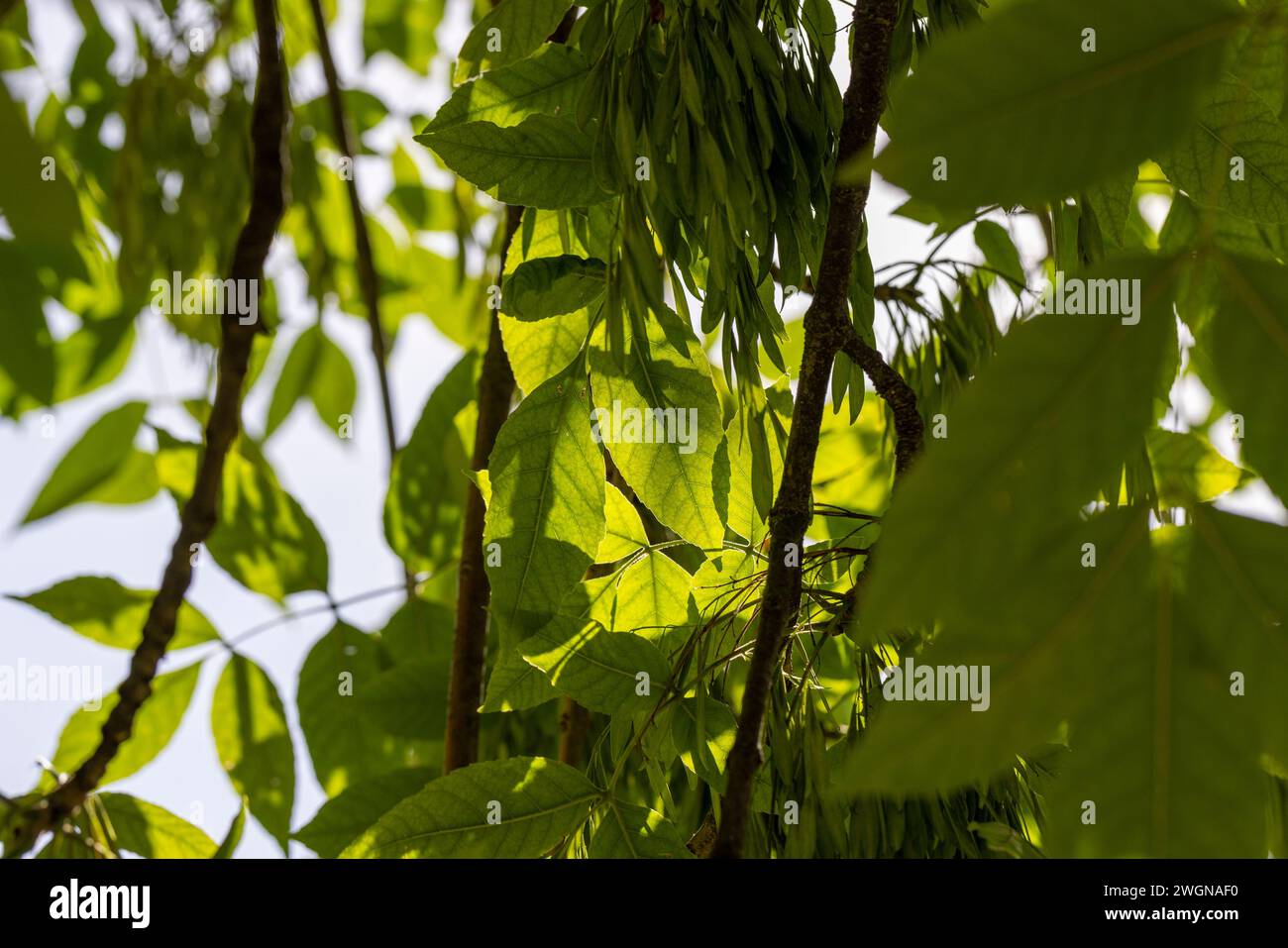 Ash tree at the end of the summer season, ash tree with green foliage ...