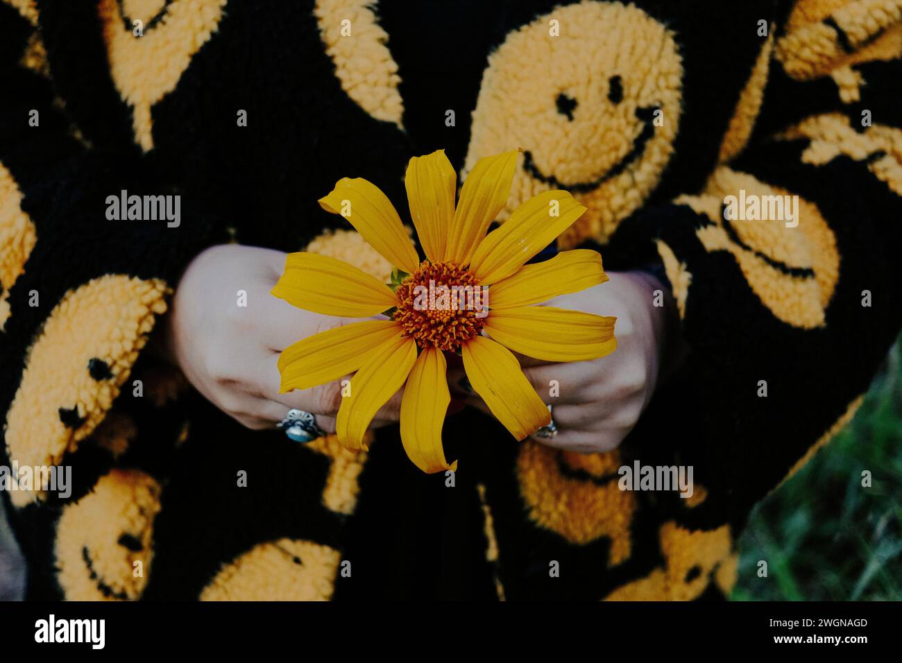 Mexican sunflower with smiley face jumper yellow aesthetic Stock Photo ...