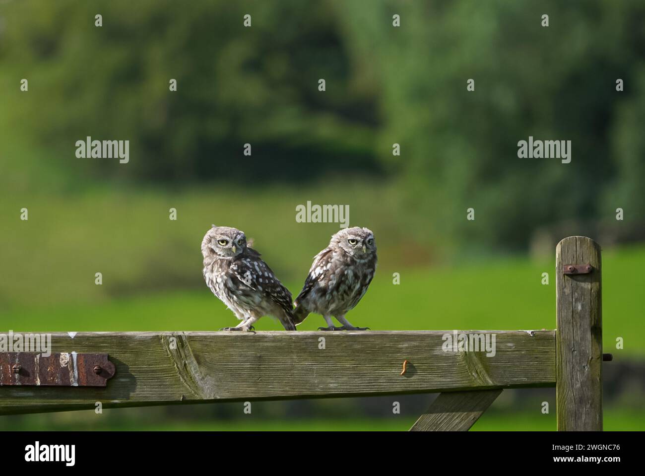 Little owl siblings are on the lookout for their prey. YORKSHIRE A ...