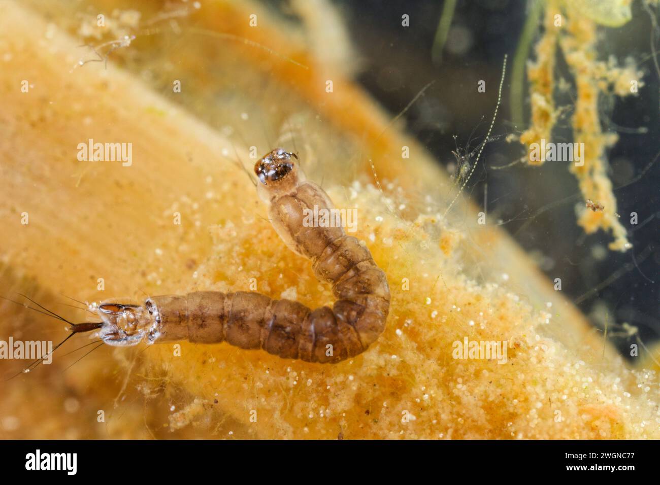 Meniscus midge larva (Dixidae Stock Photo - Alamy