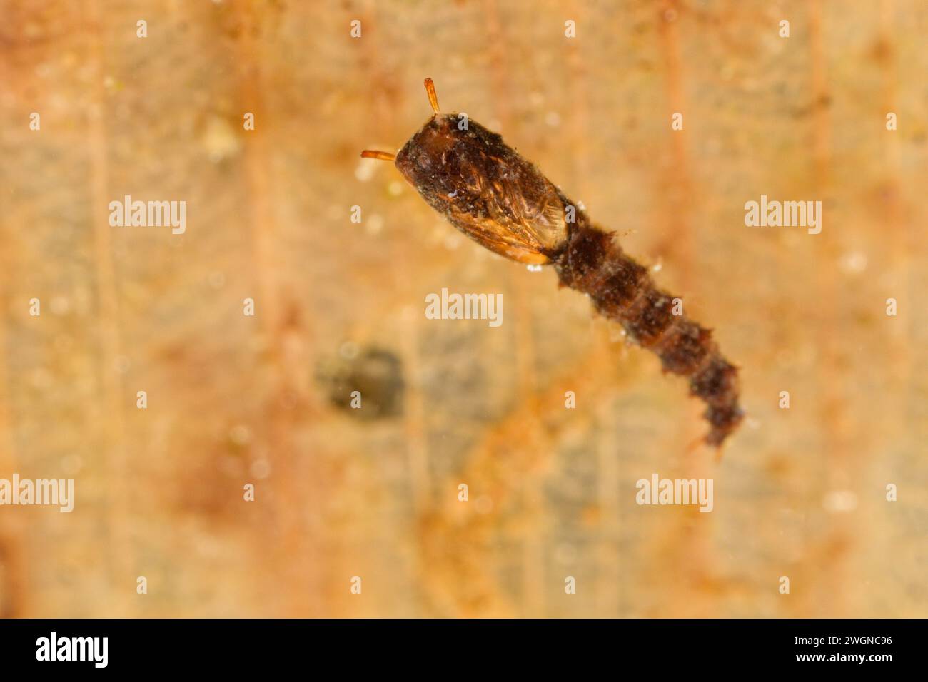 Meniscus midge pupae (Dixidae Stock Photo - Alamy