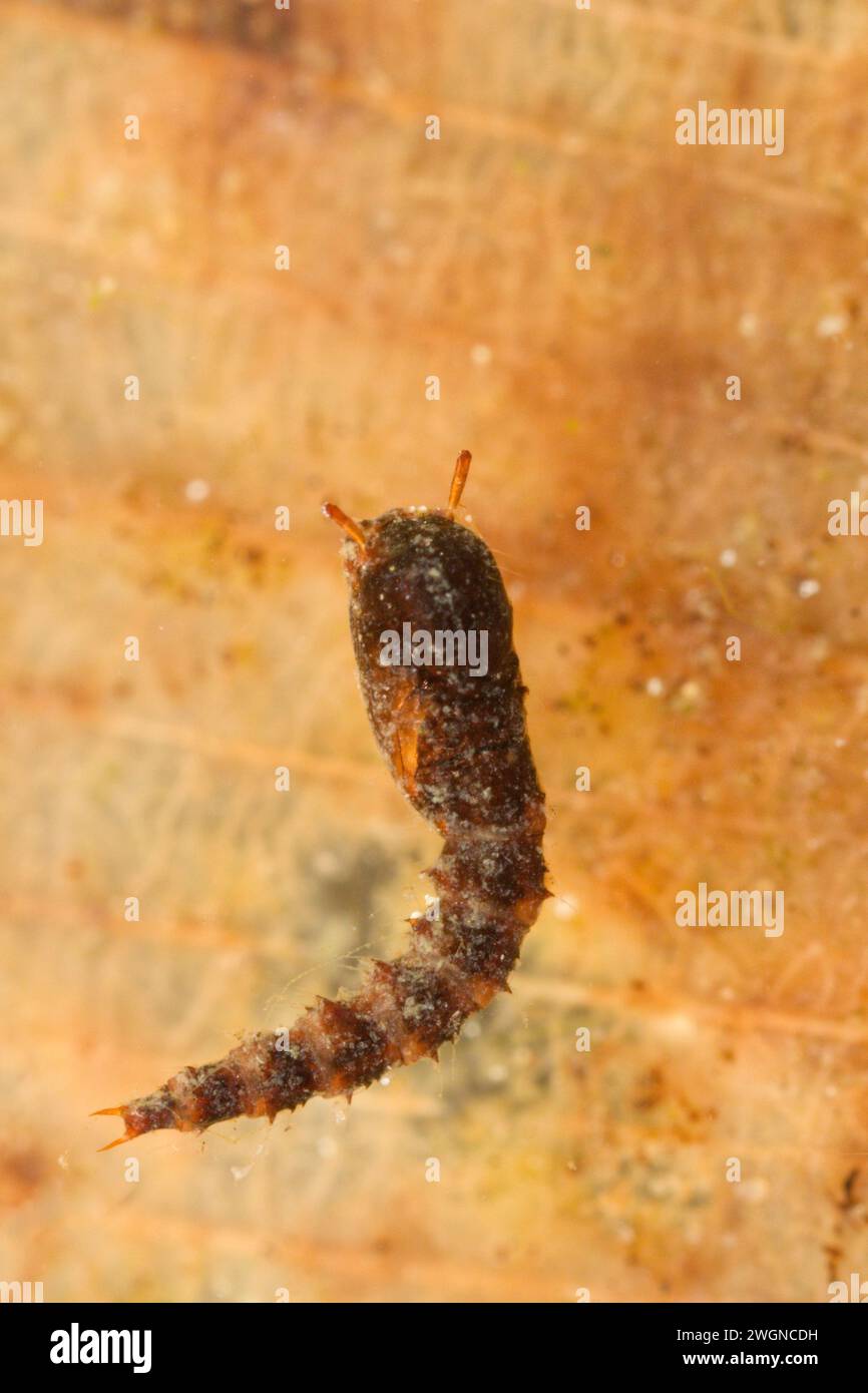 Meniscus midge pupae (Dixidae Stock Photo - Alamy