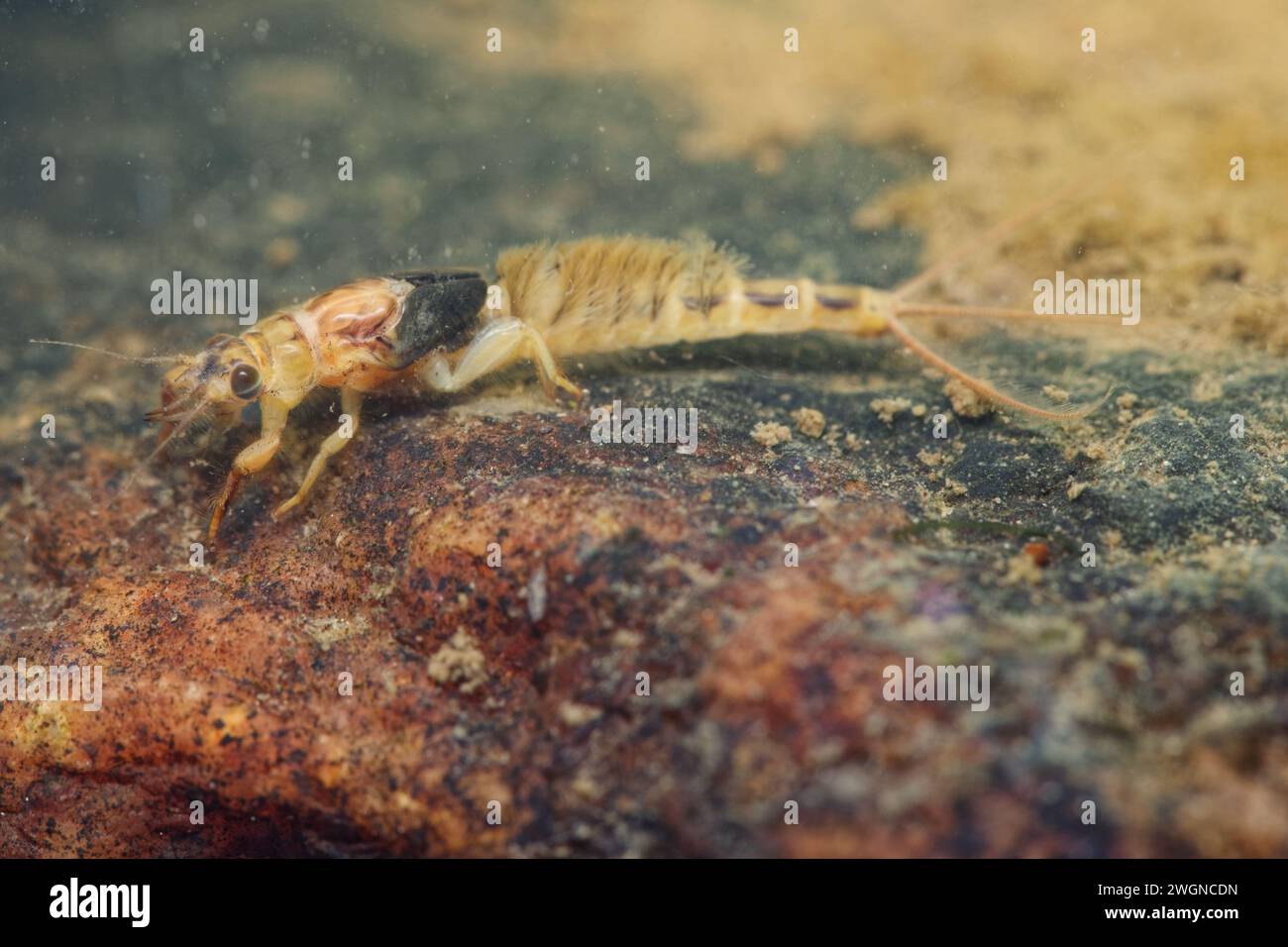 Mayfly larvae hi-res stock photography and images - Alamy