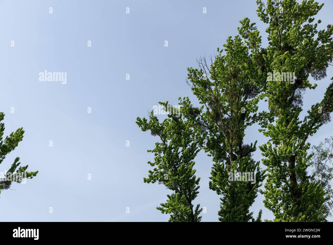 tall lime trees in the summer against the blue sky, beautiful green ...