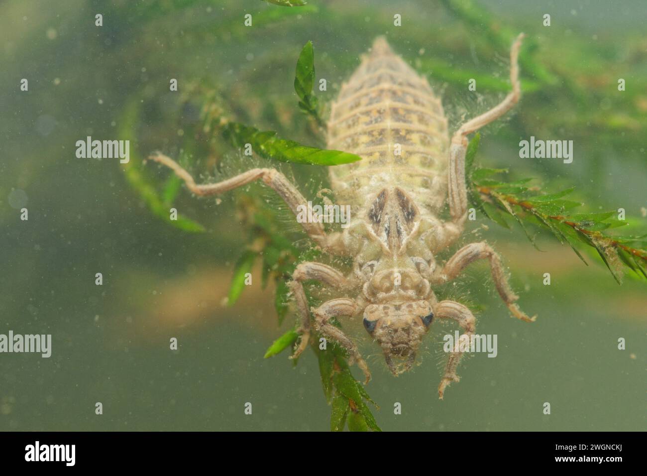 Club-tailed dragonfly larva (Gomphus vulgatissimus) in a river, Finland ...