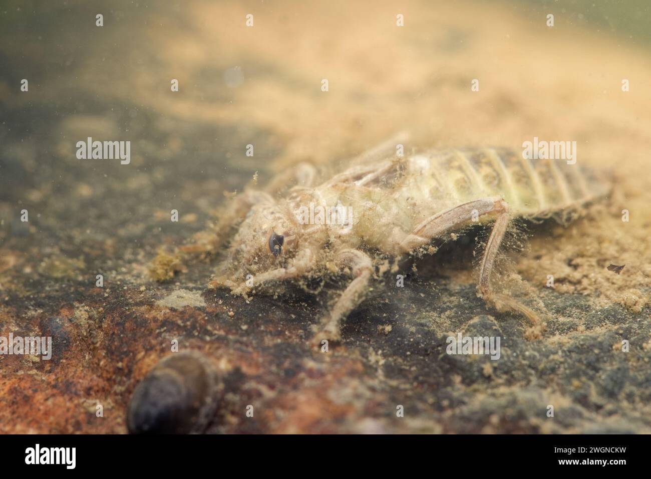 Club-tailed dragonfly larva (Gomphus vulgatissimus) in a river, Finland ...