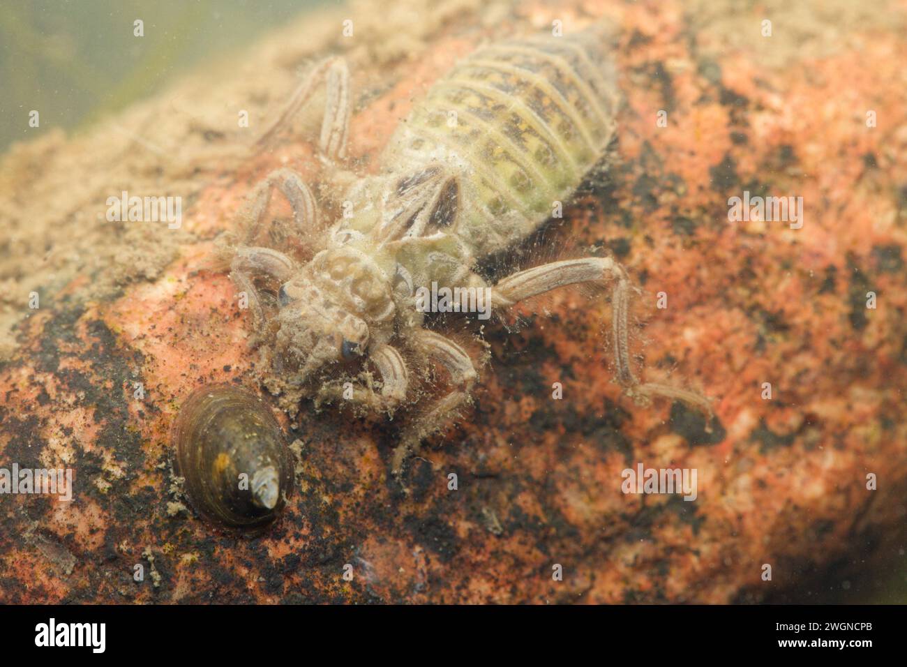Club-tailed dragonfly larva (Gomphus vulgatissimus) in a river, Finland ...