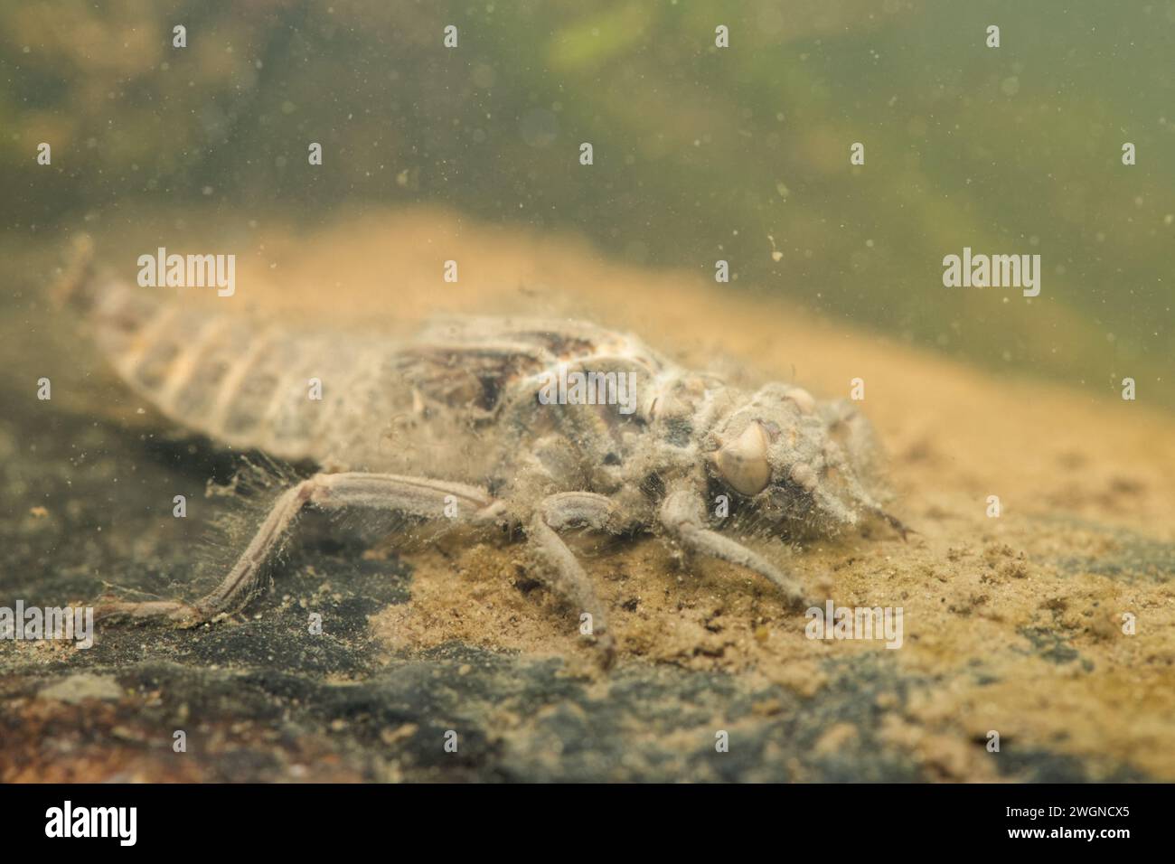 Club-tailed dragonfly larva (Gomphus vulgatissimus) in a river, Finland ...
