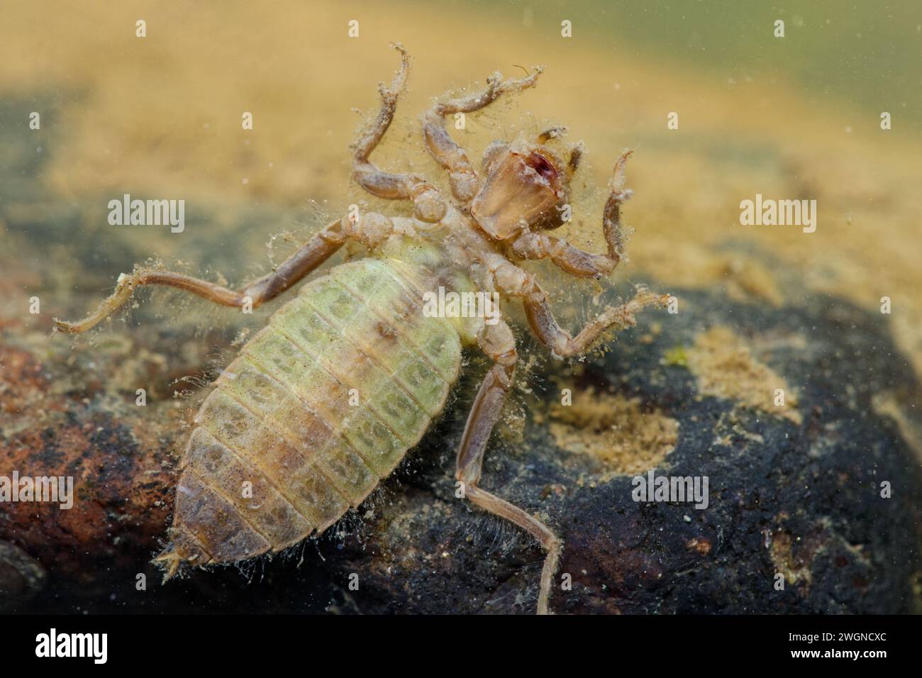 Club-tailed dragonfly larva (Gomphus vulgatissimus) in a river, Finland ...