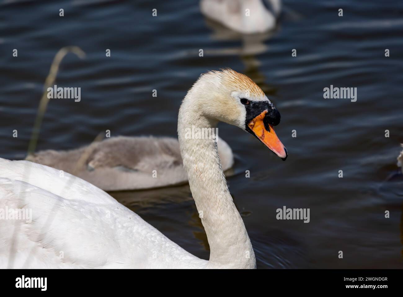 grey chicks of the white sibilant swan with grey down, young small ...