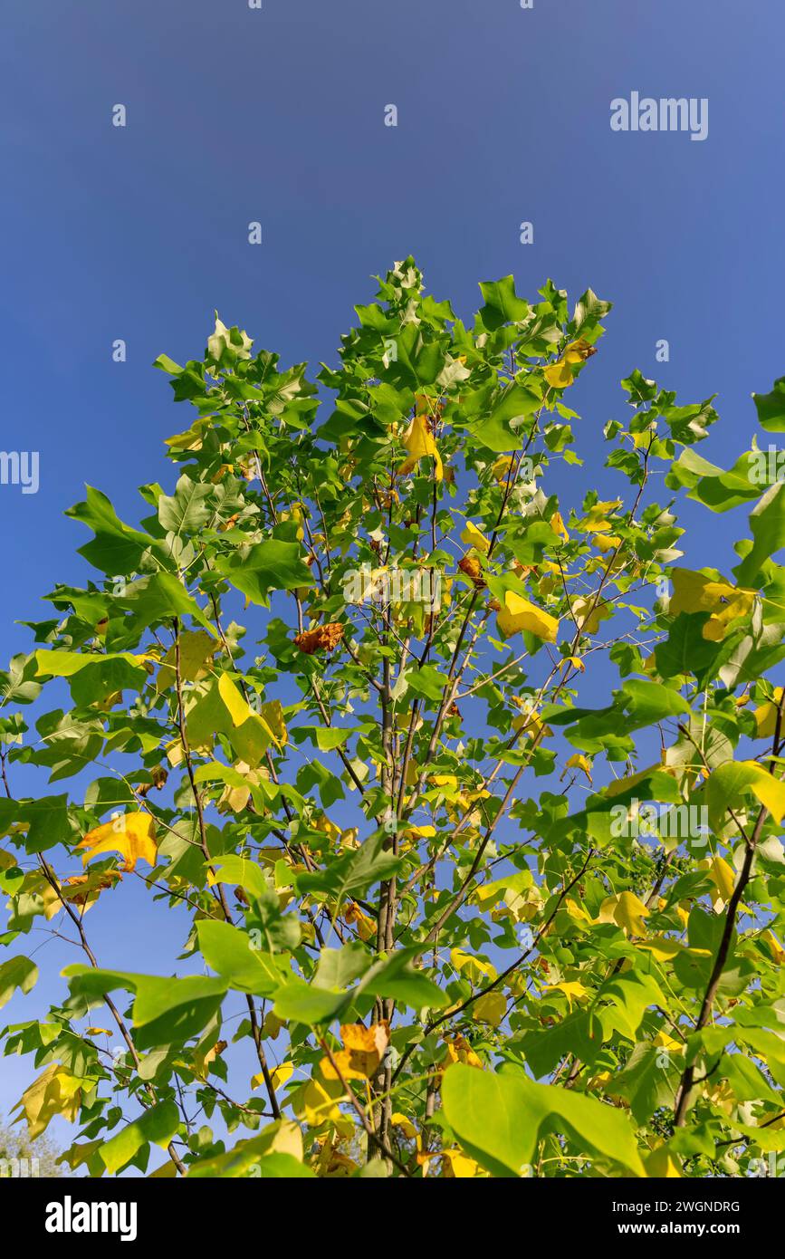 tulip tree in the autumn season with foliage changing color, changing ...