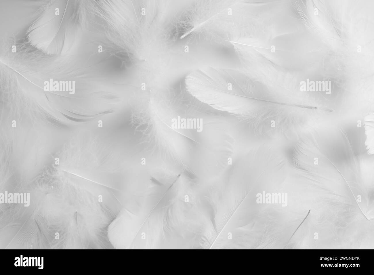 Beautiful fluffy bird feathers on white background, flat lay Stock ...