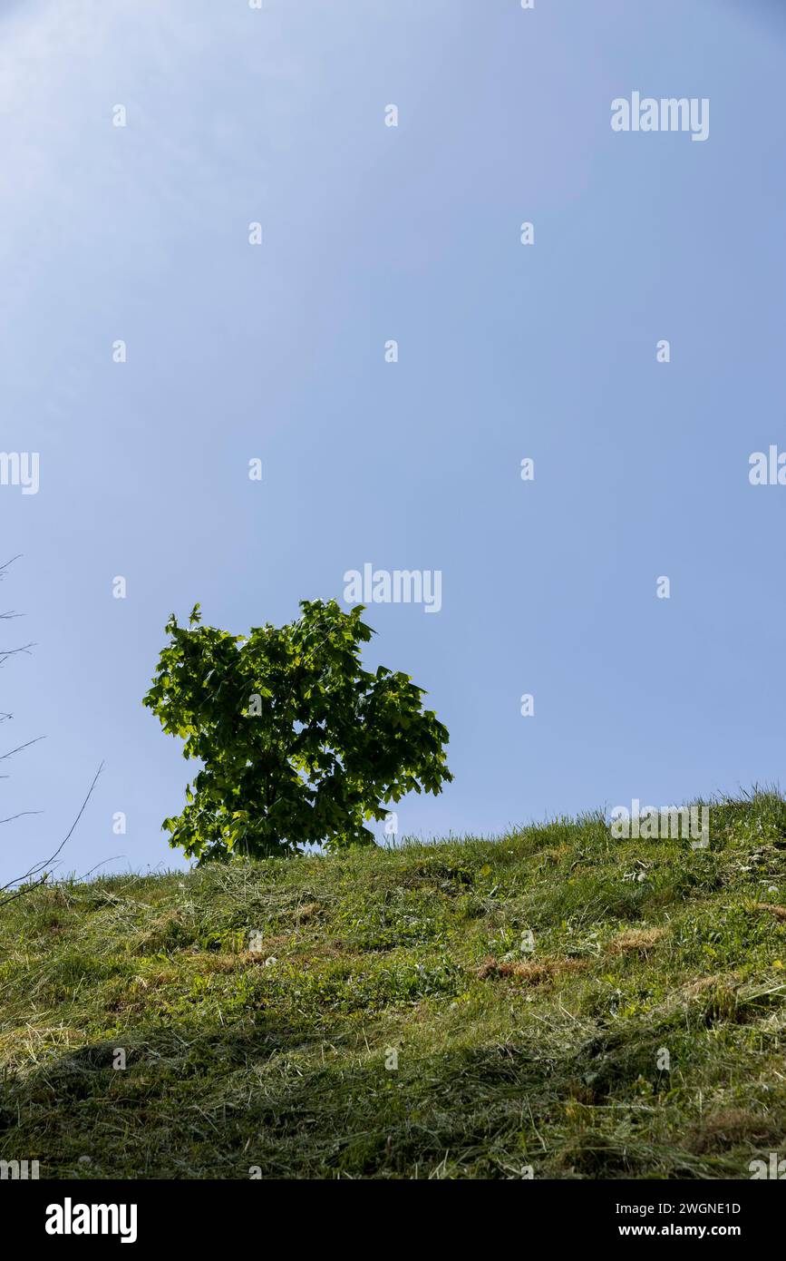 young maples in the summer against the blue sky, beautiful green maples in warm sunny weather ...