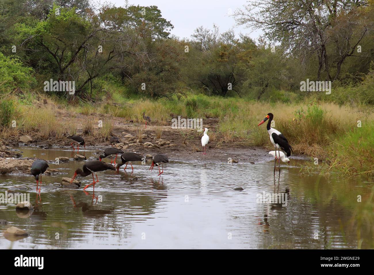 Schwarzstorch + Afrikanischer Löffler + Sattelstorch / Black Stork ...