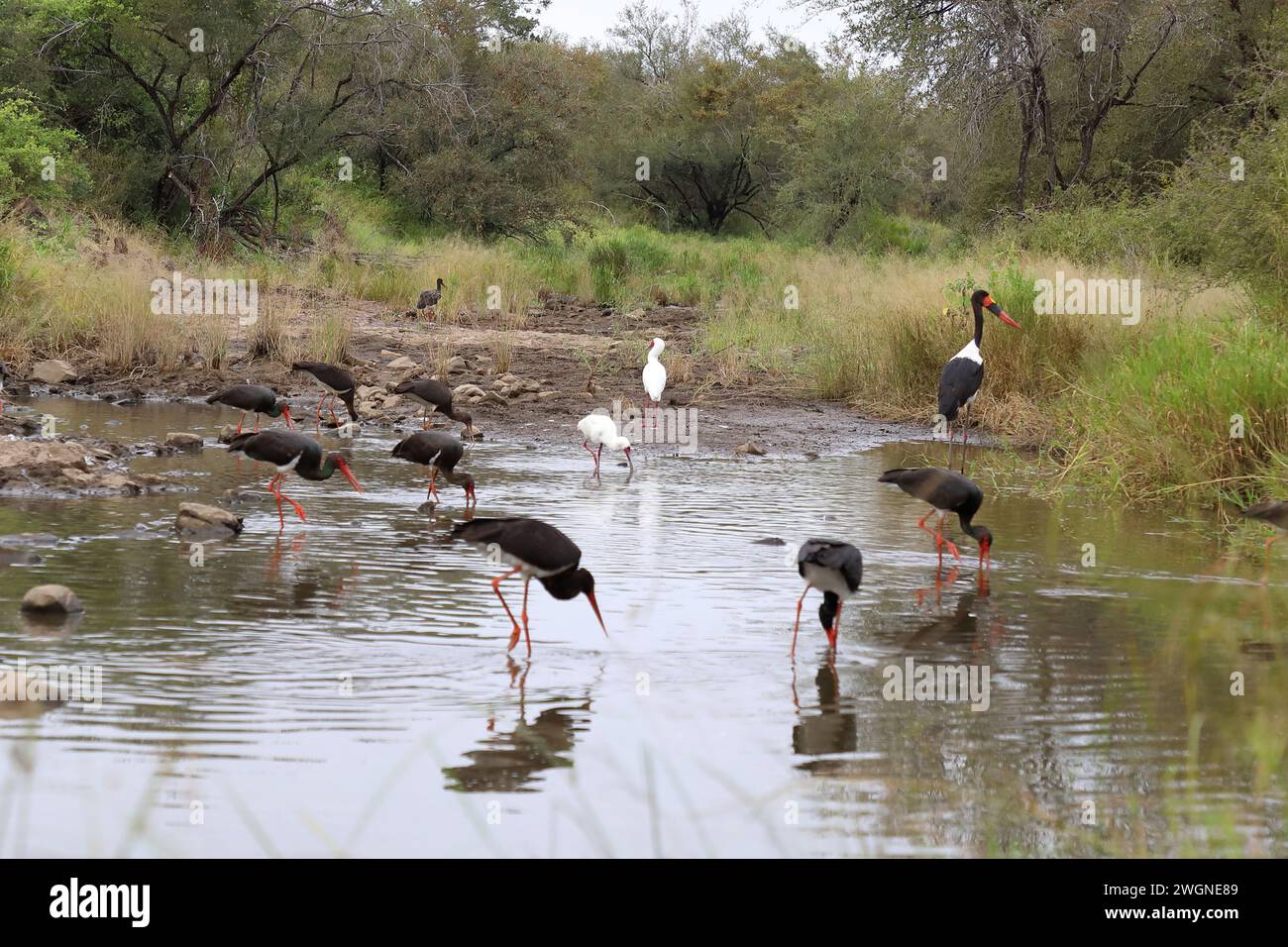 Schwarzstorch + Afrikanischer Löffler + Sattelstorch / Black Stork ...