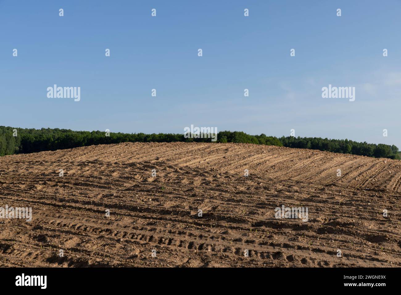 new corn sprouts in the field in spring, a growing monoculture of sweet ...