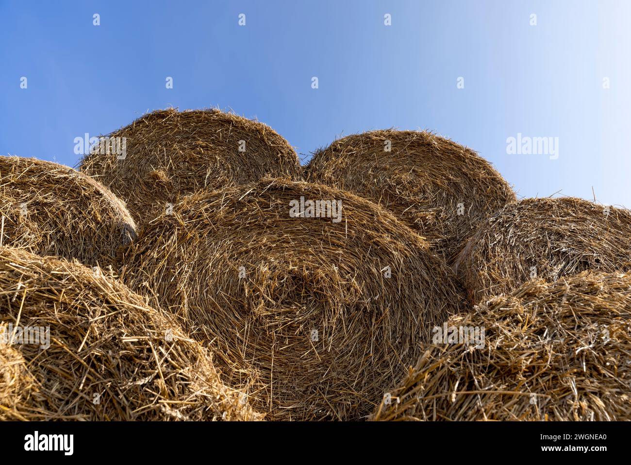 wheat straw collected in stacks after grain harvest, yellow straw from ...
