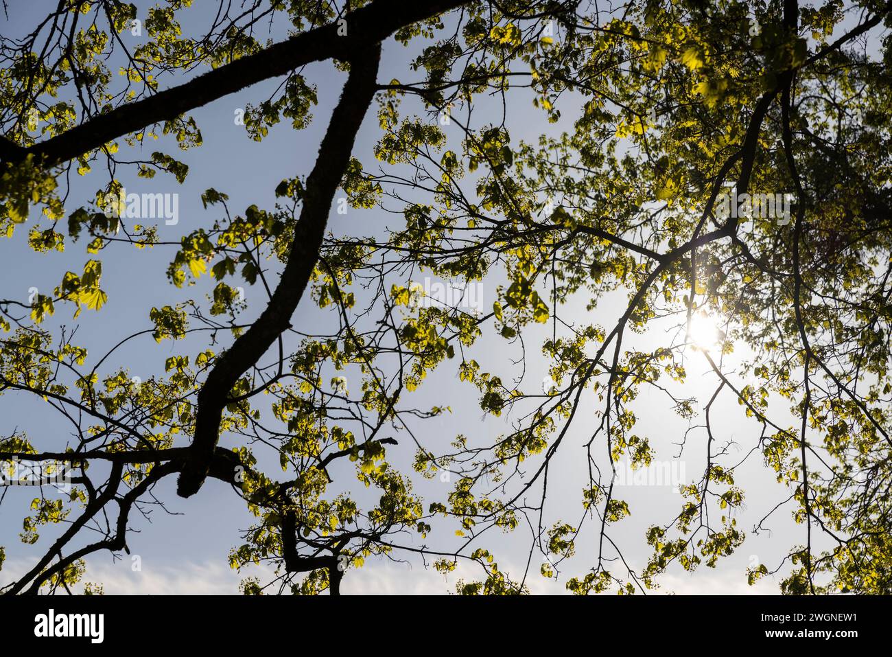 green foliage on a maple tree in spring bloom, beautiful green-tinged ...