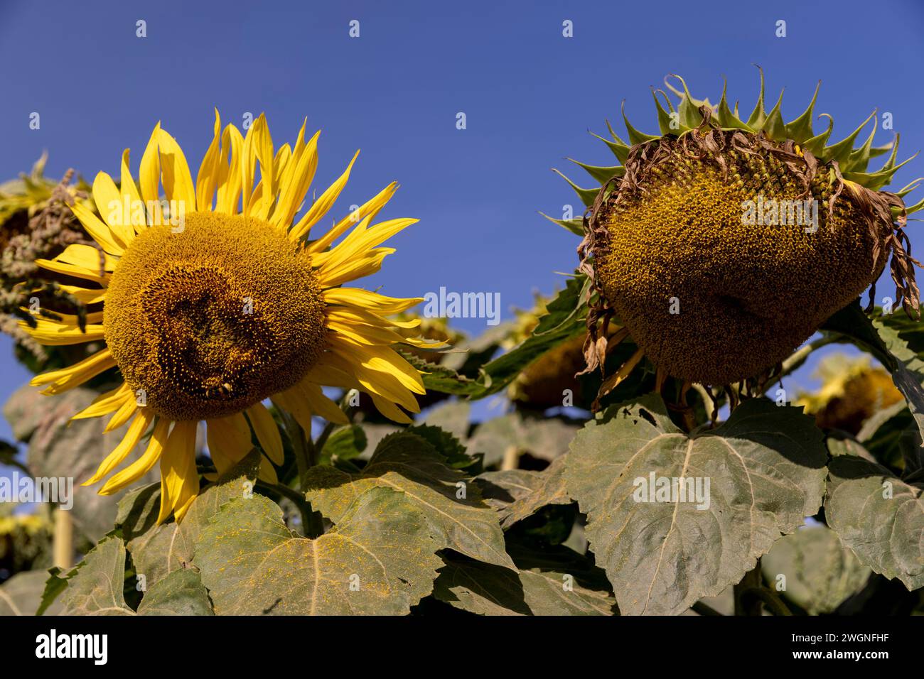 fading sunflowers in the summer, blooming at the end of flowering ...