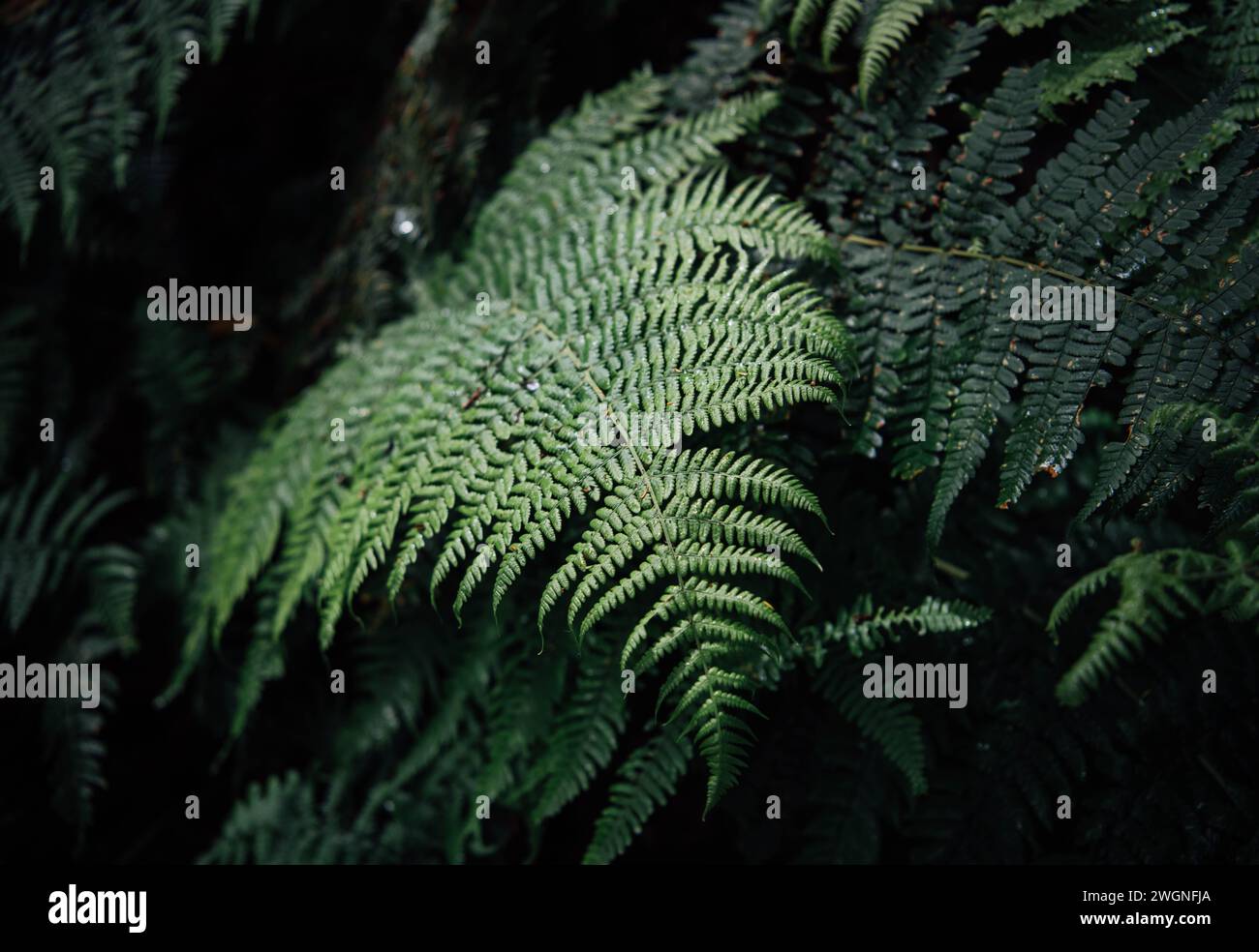 Hawaii fern forest hi-res stock photography and images - Alamy