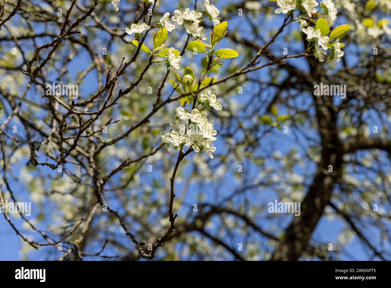 cherry blossom tree in spring, spring garden with cherry blossoms in ...