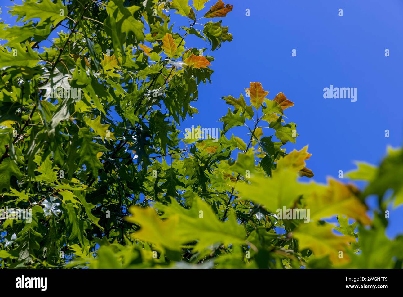 oak with green foliage in summer, beautiful oak tree in sunny weather ...