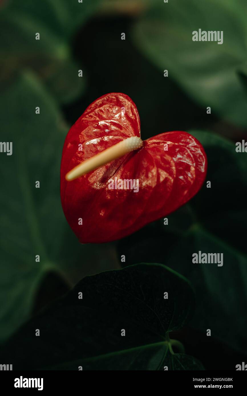 Jungle blooms hi-res stock photography and images - Alamy