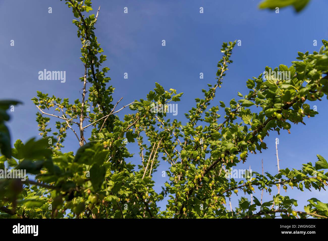 green berries on gooseberry bushes against a blue sky background, green ...