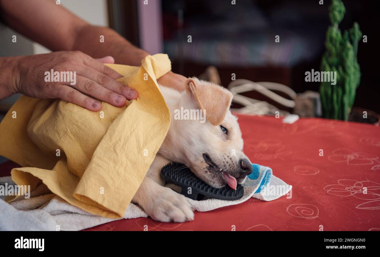 Washing hands animals hi-res stock photography and images - Alamy