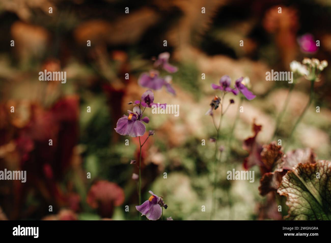 Wild purple flowers growing in nature. Natural exotic tropical ...