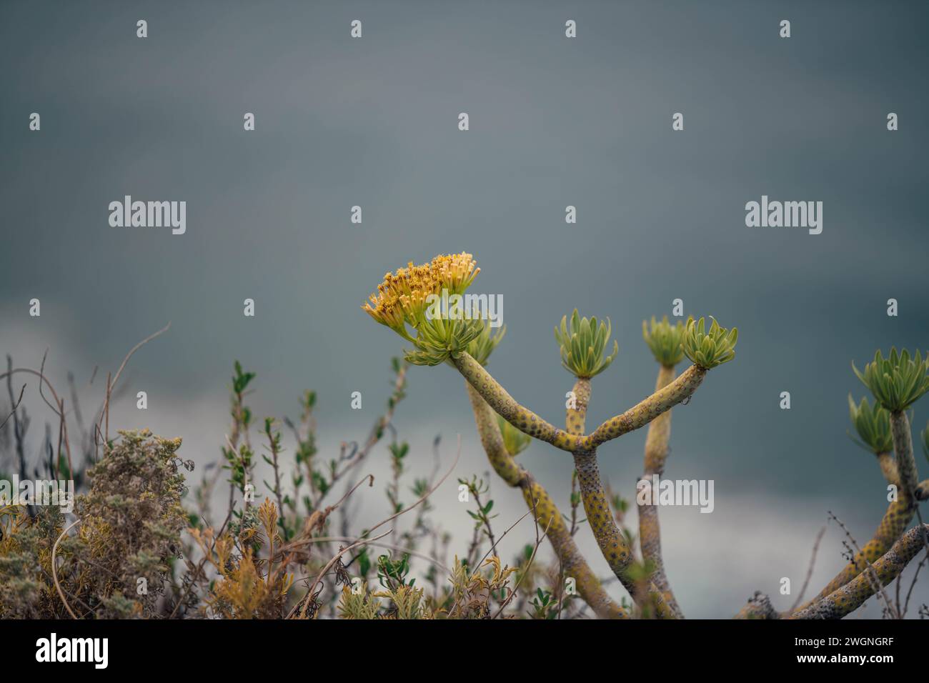 Kleinia neriifolia. Volcanic plant from the Canary Islands Stock Photo ...