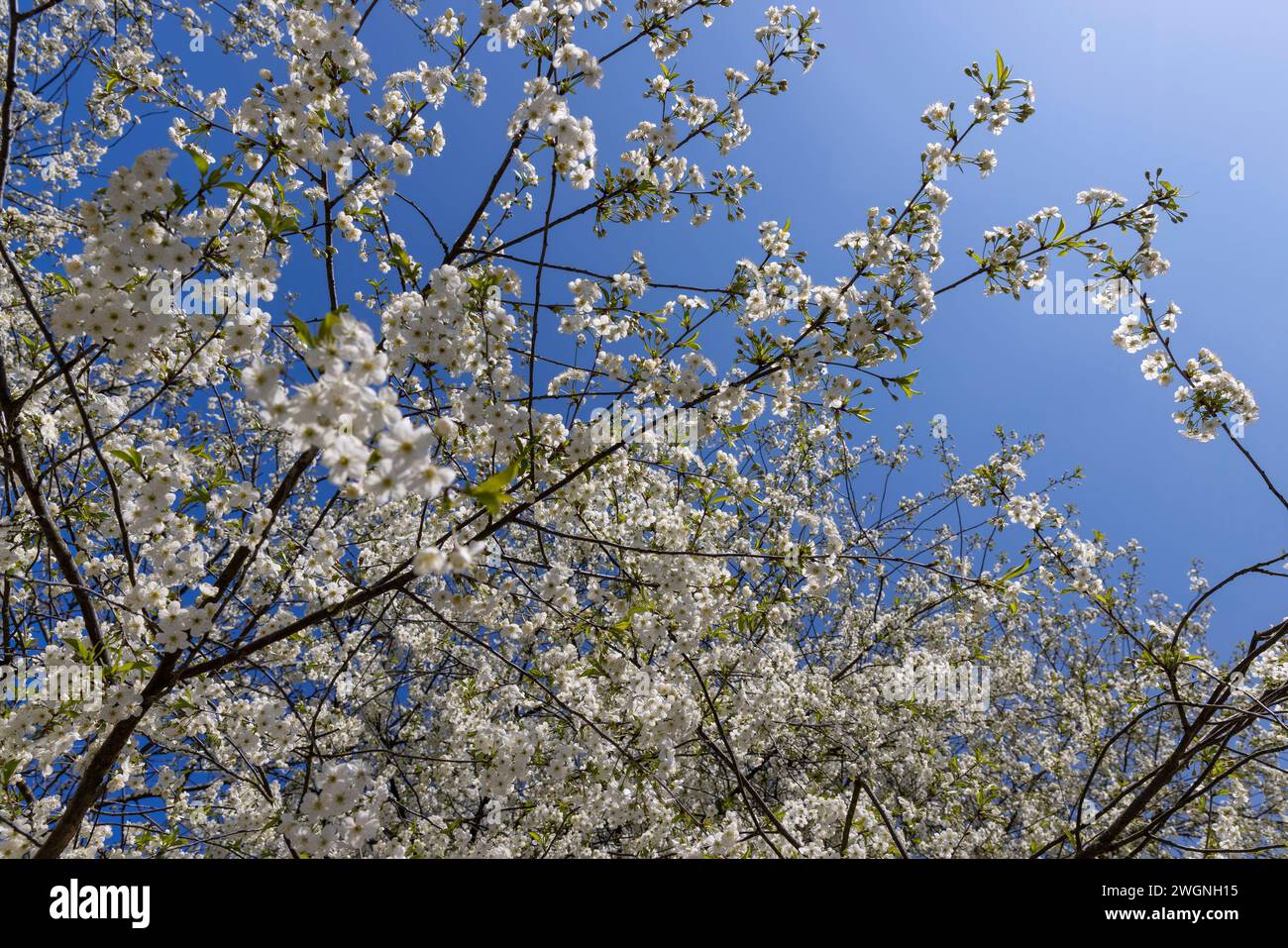 cherry blossom tree in spring, spring garden with cherry blossoms in ...