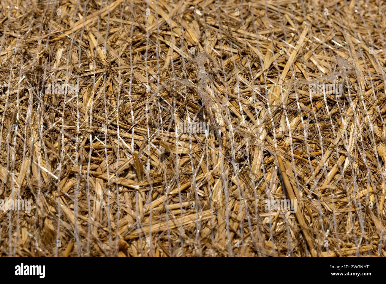 wheat straw collected in stacks after grain harvest, yellow straw from ...