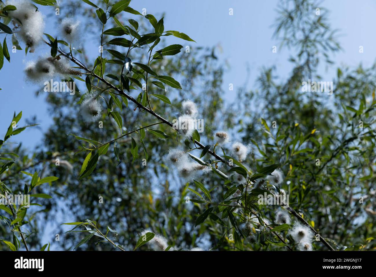 light white fluff from willow in spring, willow during flowering with a ...