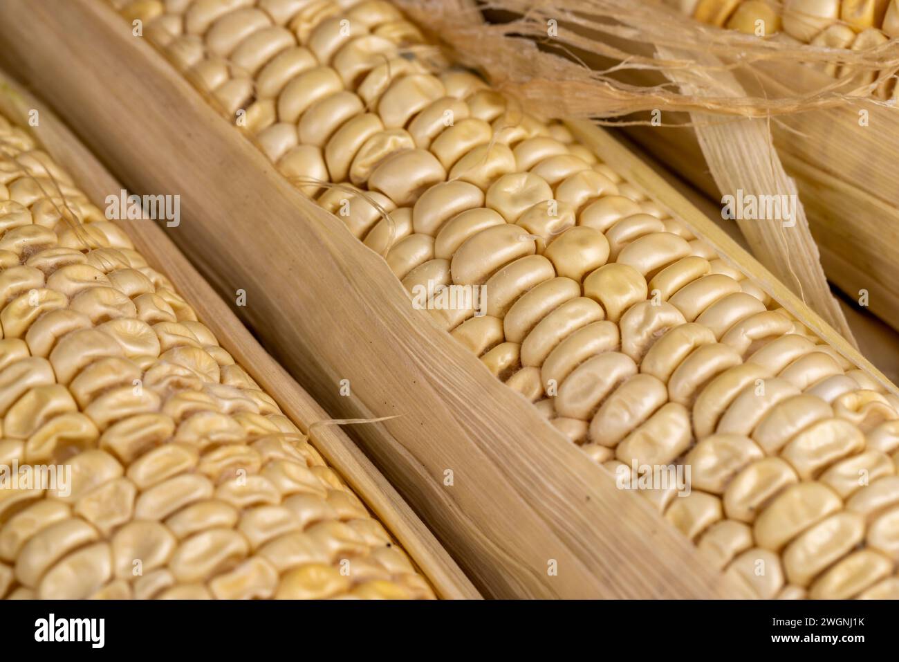 Old moldy corn cobs close-up, old spoiled sweet ripe corn food Stock ...