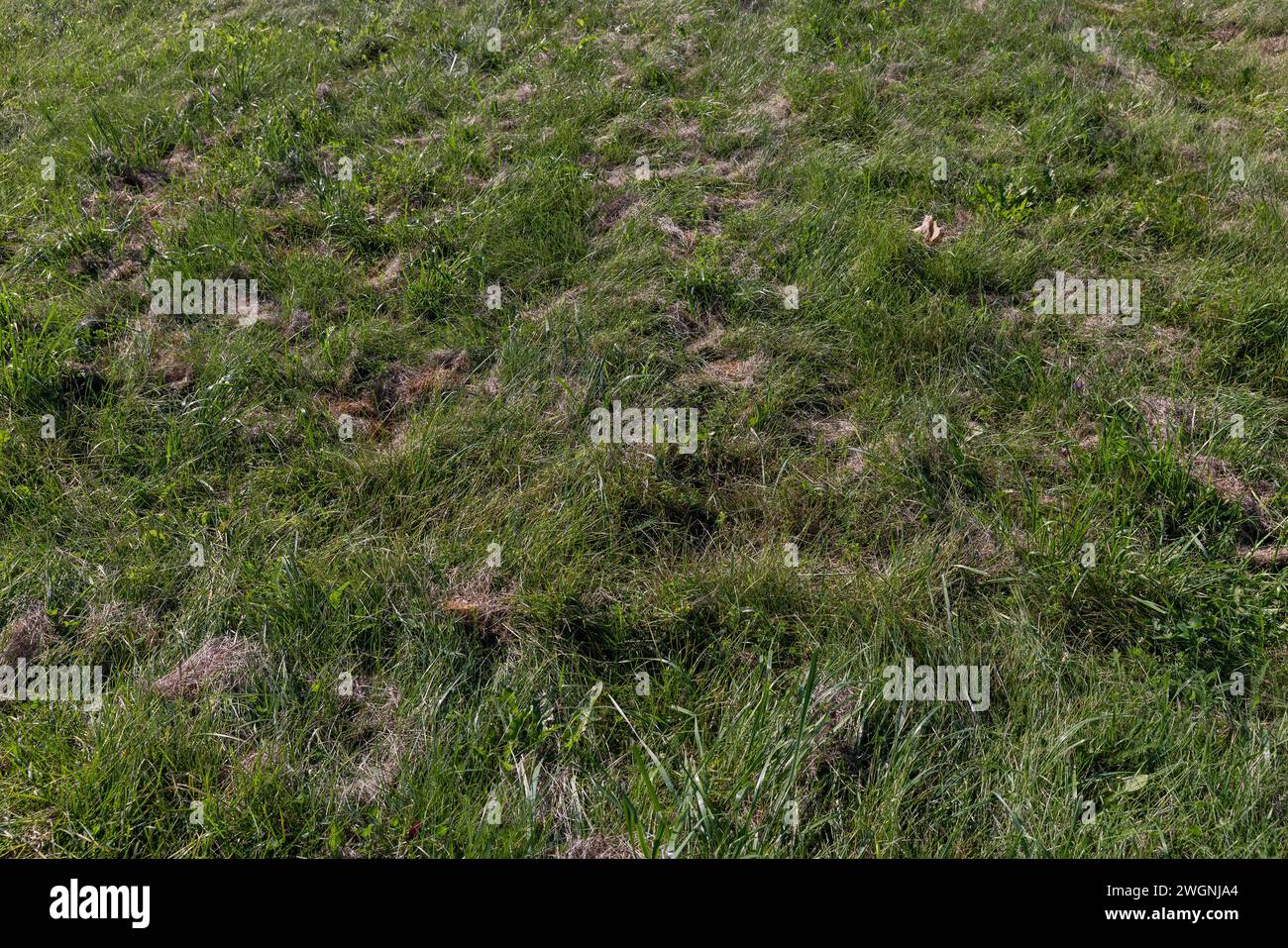 An agricultural field where green grass is grown for harvesting hay, a ...