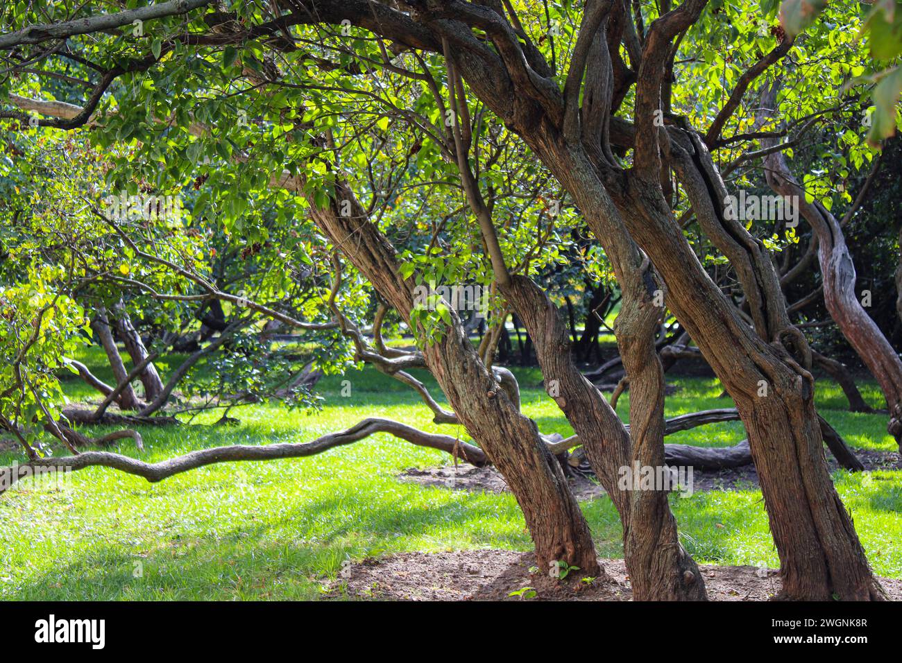 Crooked forest hi-res stock photography and images - Alamy