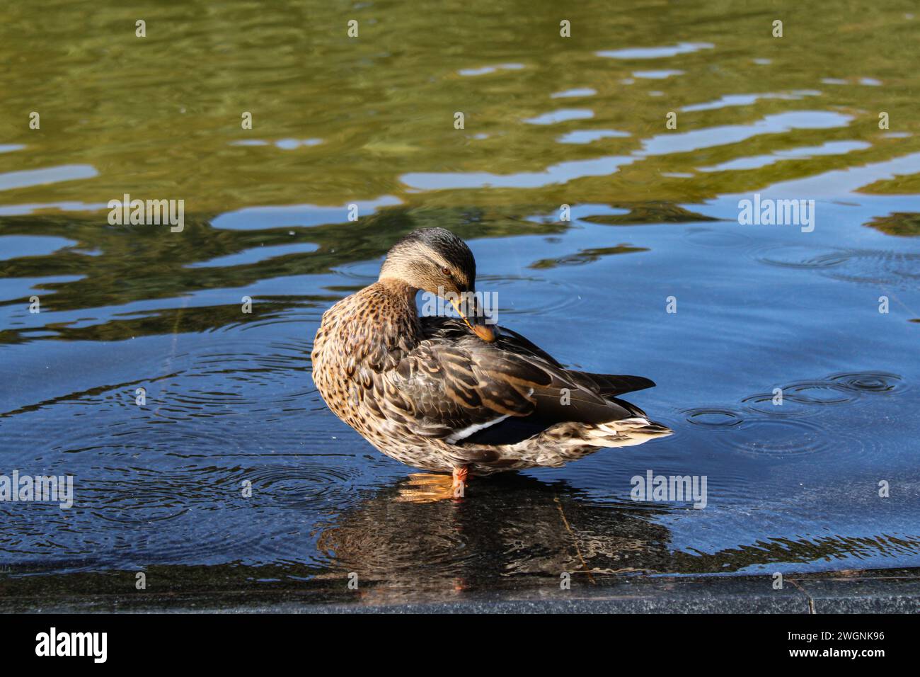 Waterbird stands in urban fountain surrounded by water. Wild duck is ...