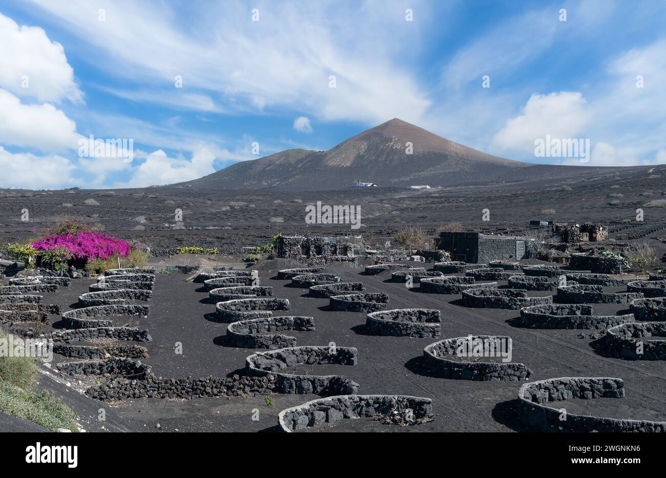 Explore the stunning La Geria vineyards of Lanzarote, a unique marriage ...