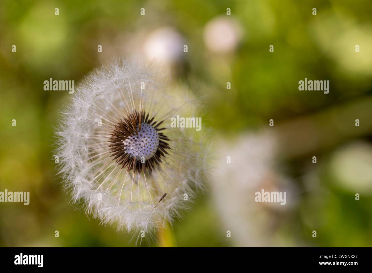 white flowers of dandelion balls in a spring field, beautiful dandelion ...