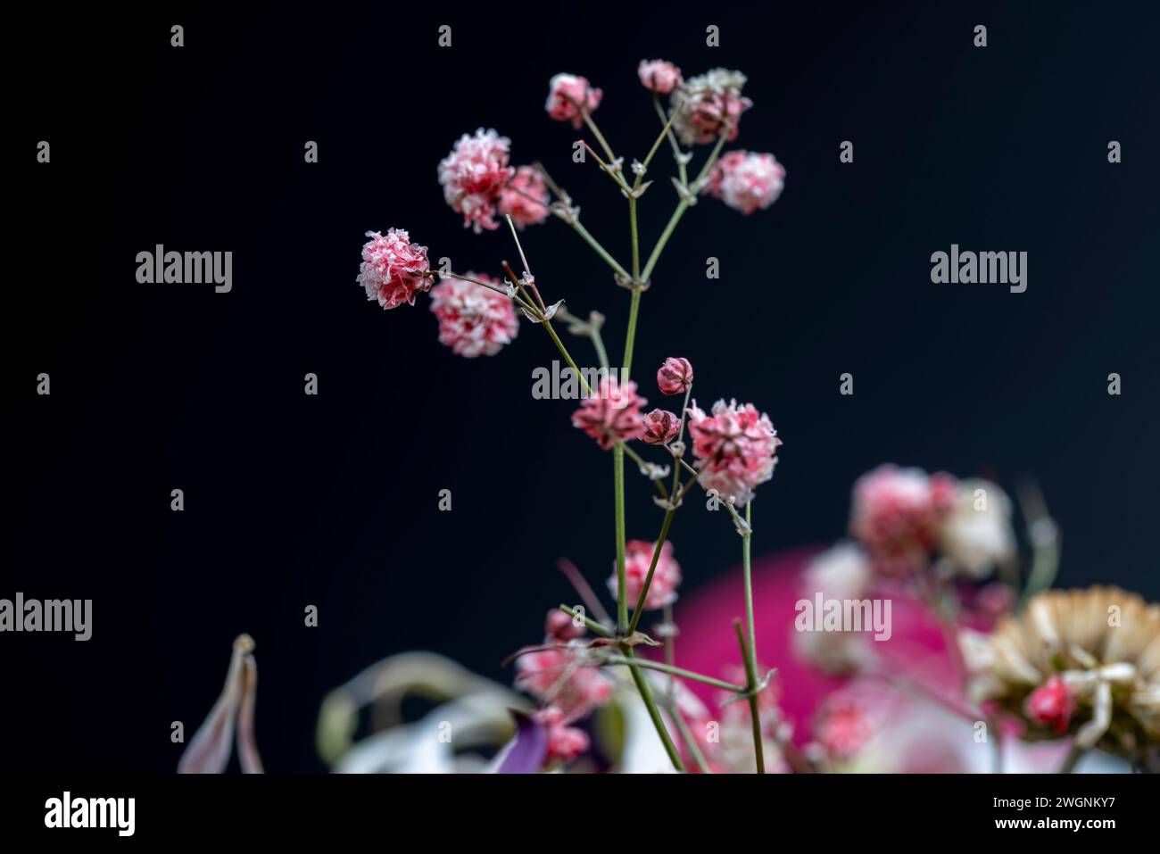 A combined bouquet of different types of flowers in close-up, beautiful ...