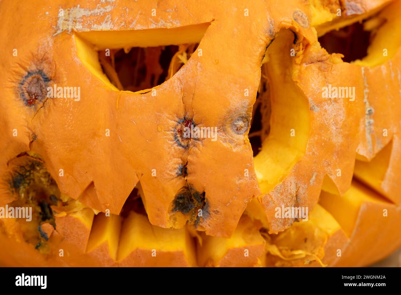 carved scary pumpkin head for Halloween, rotting orange pumpkin for ...
