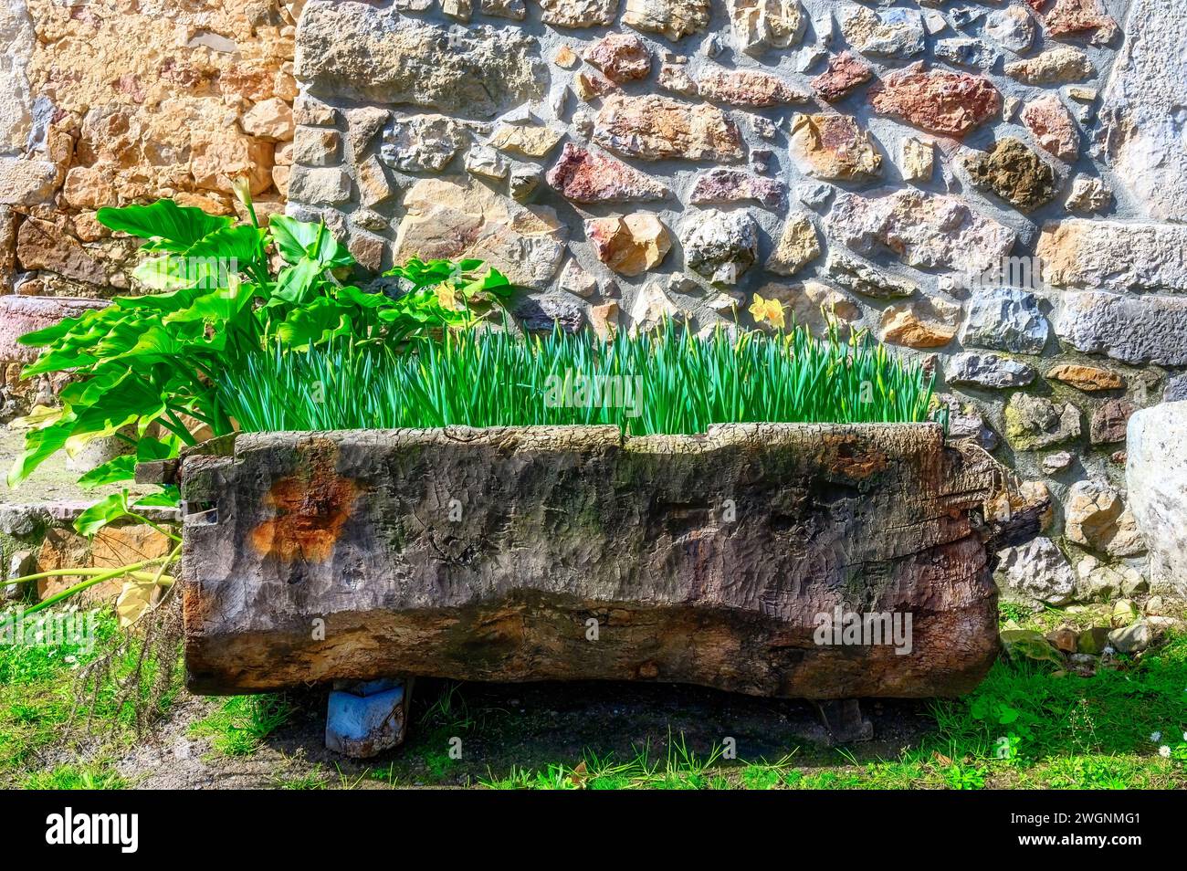Ancient log turned into a plant pot, Cofino, Asturias, Spain Stock ...