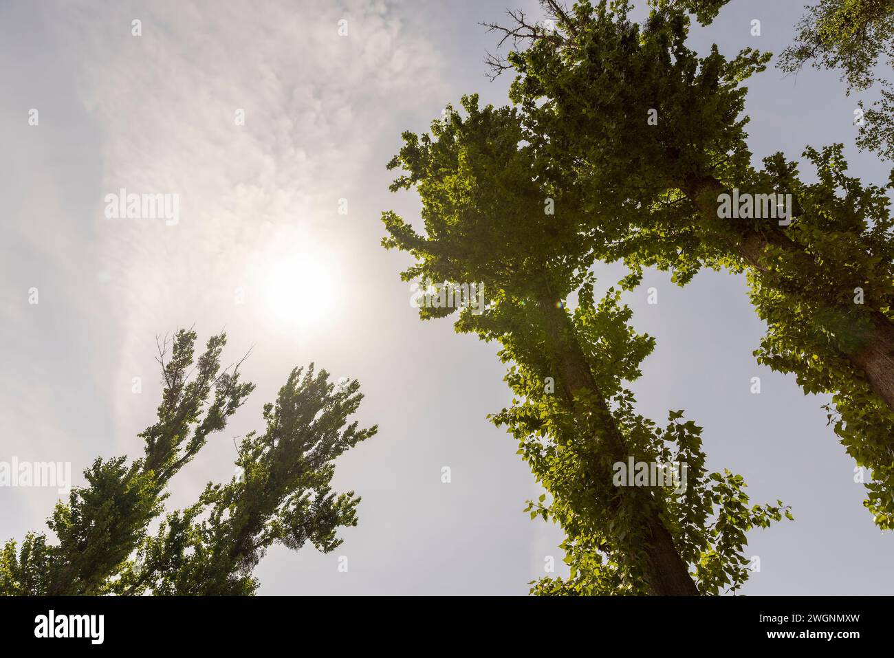 tall lime trees in the summer against the blue sky, beautiful green ...