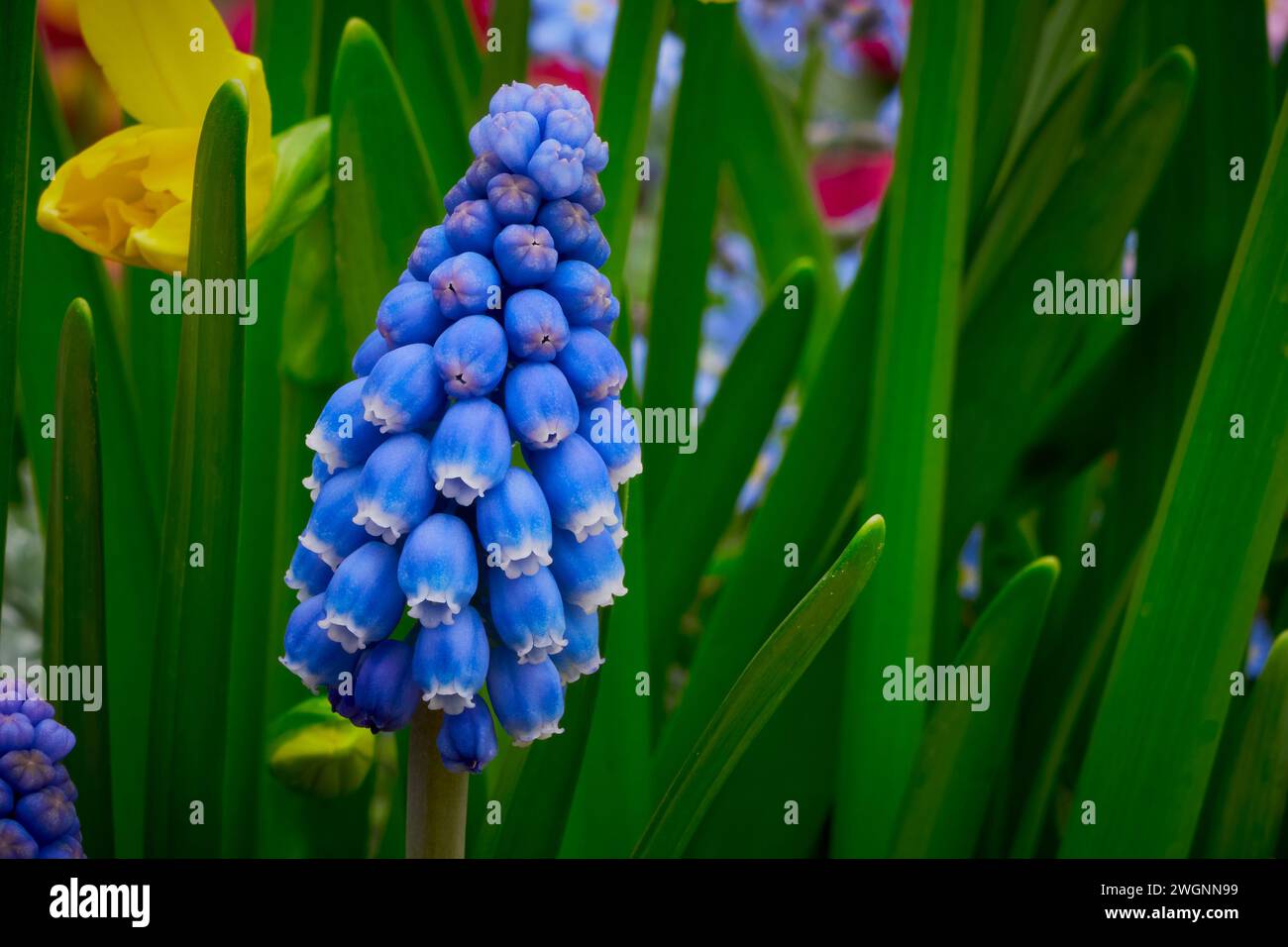 Blue Muscari aucheri ( Grape Hyacinth ). Spring flowers Stock Photo - Alamy